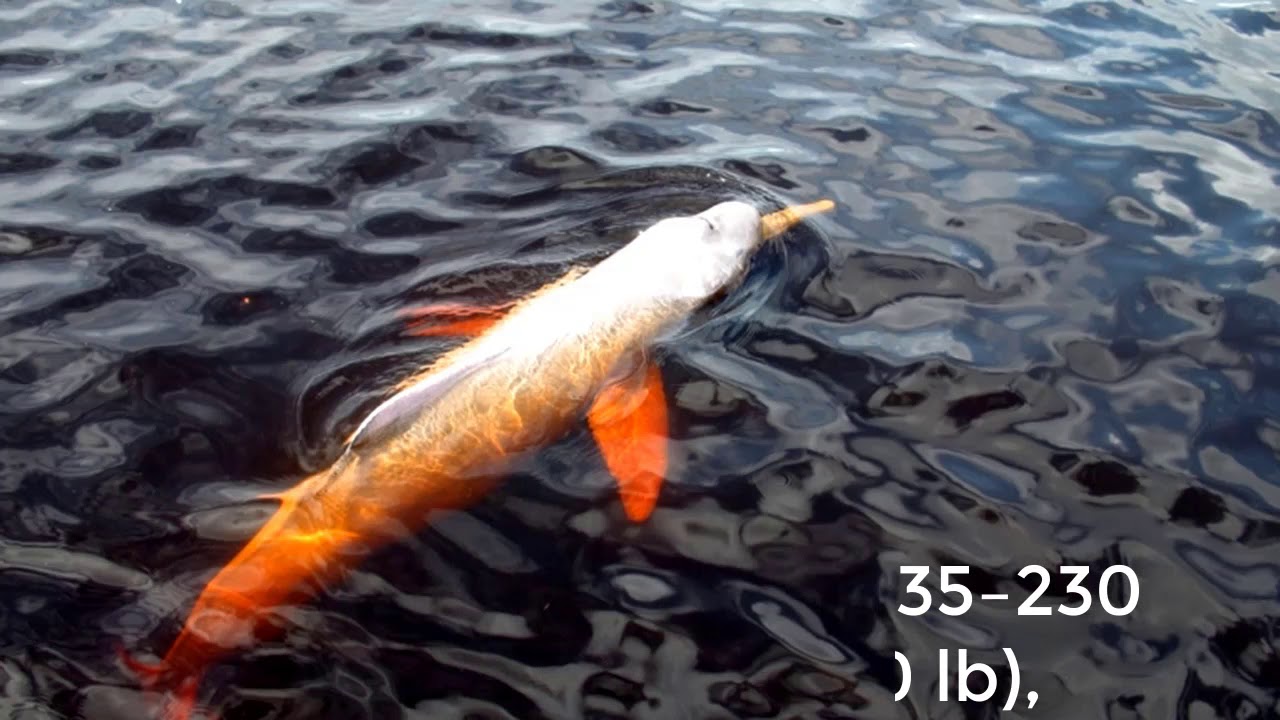 Baiji Dolphin 2 Video - YouTube
