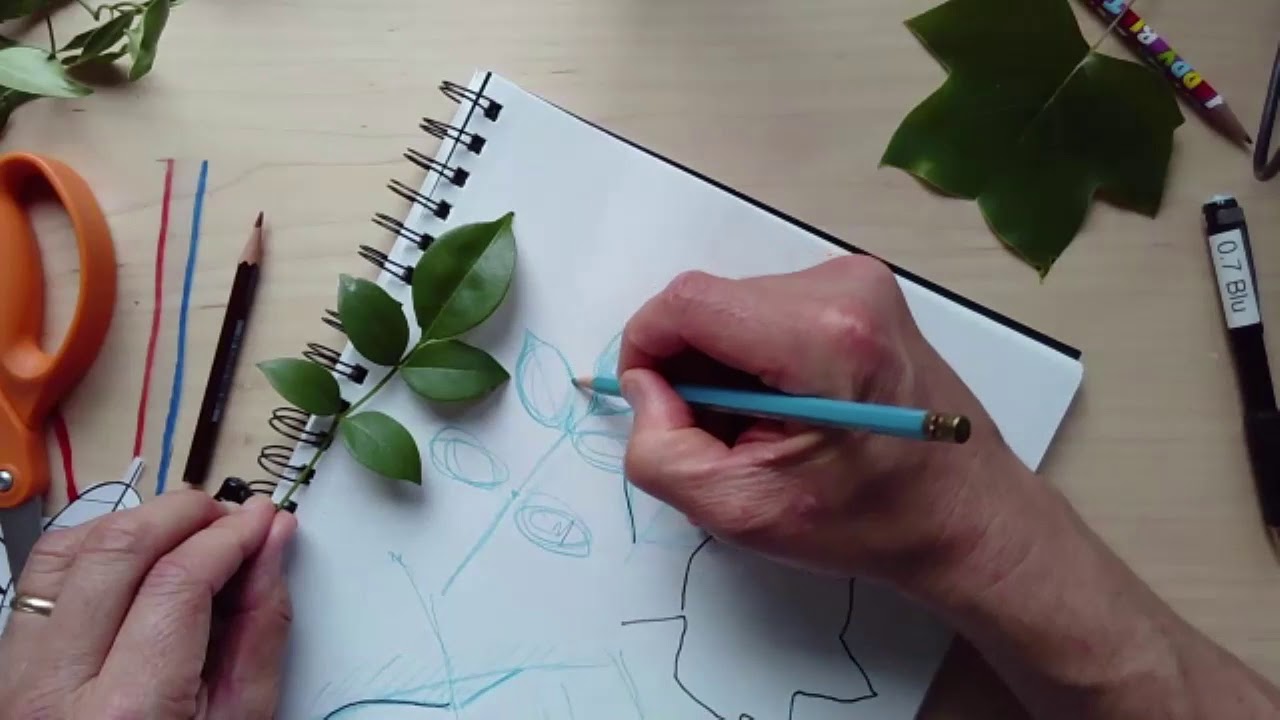How to Draw Plants - YouTube