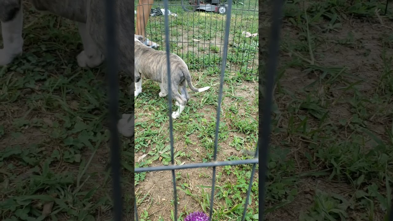 Blue Fawn Brindle and White Pitbull Puppies - YouTube
