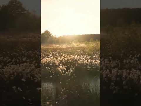 Amazon Jungle 4K ultra Relax Natural vibe #youtubeshort #shorts #shortsfeed