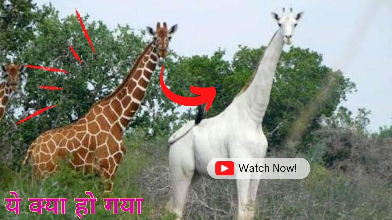 Top 10 amazing facts about all things in one video top amazing viral ...