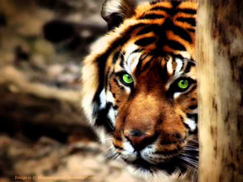 Ay Yildiz Instrumental Kalbini Duyur (Long Version)
