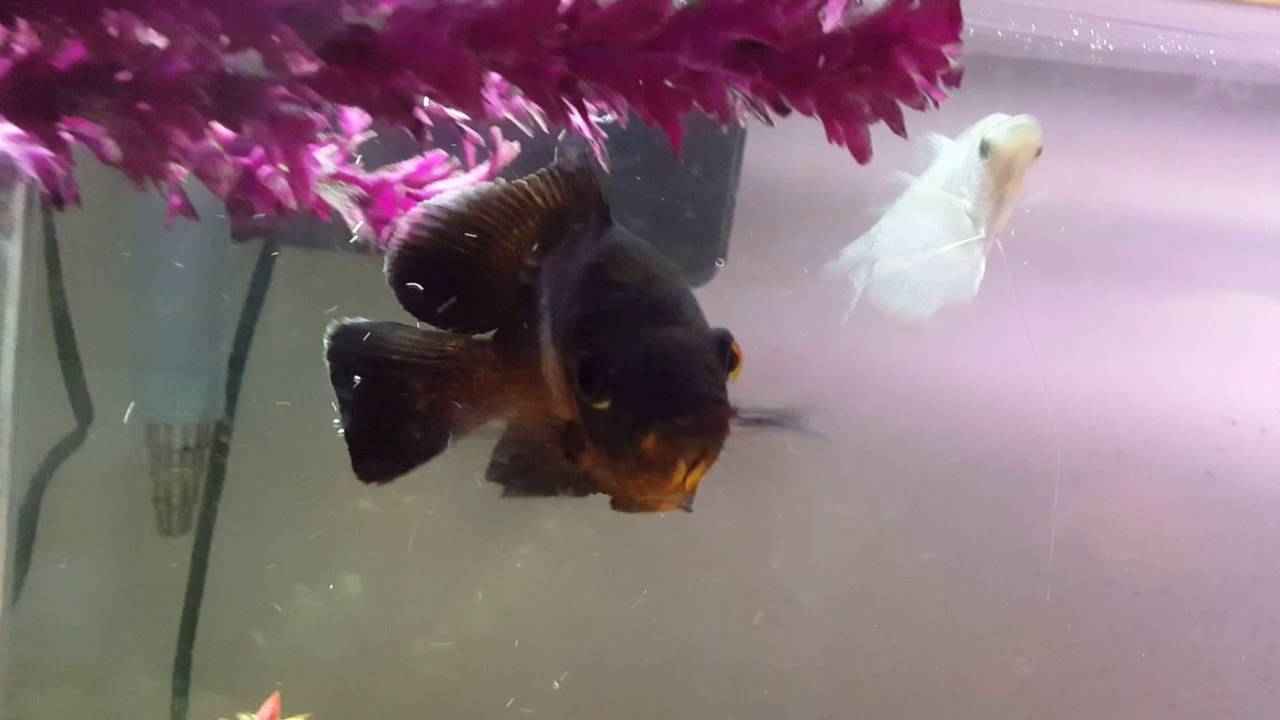 My Big crazy fish now - YouTube