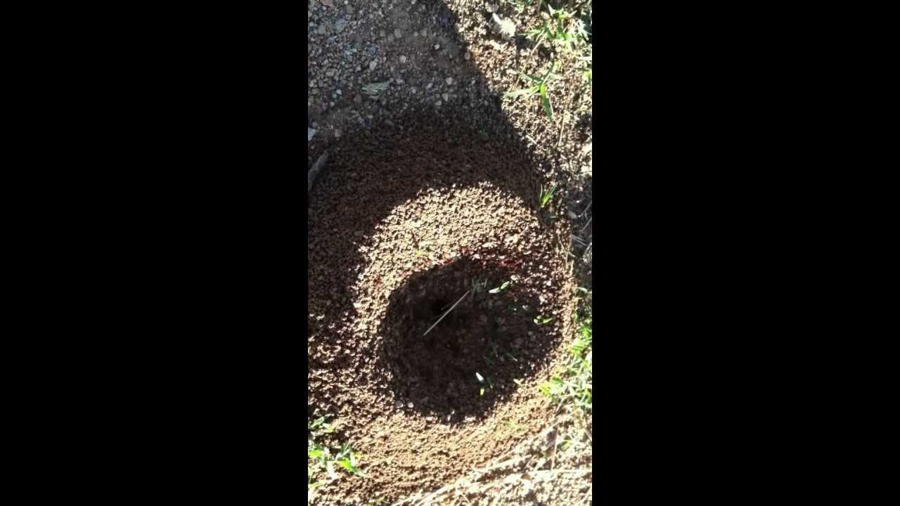 Volcano ants in pasture Delta - YouTube