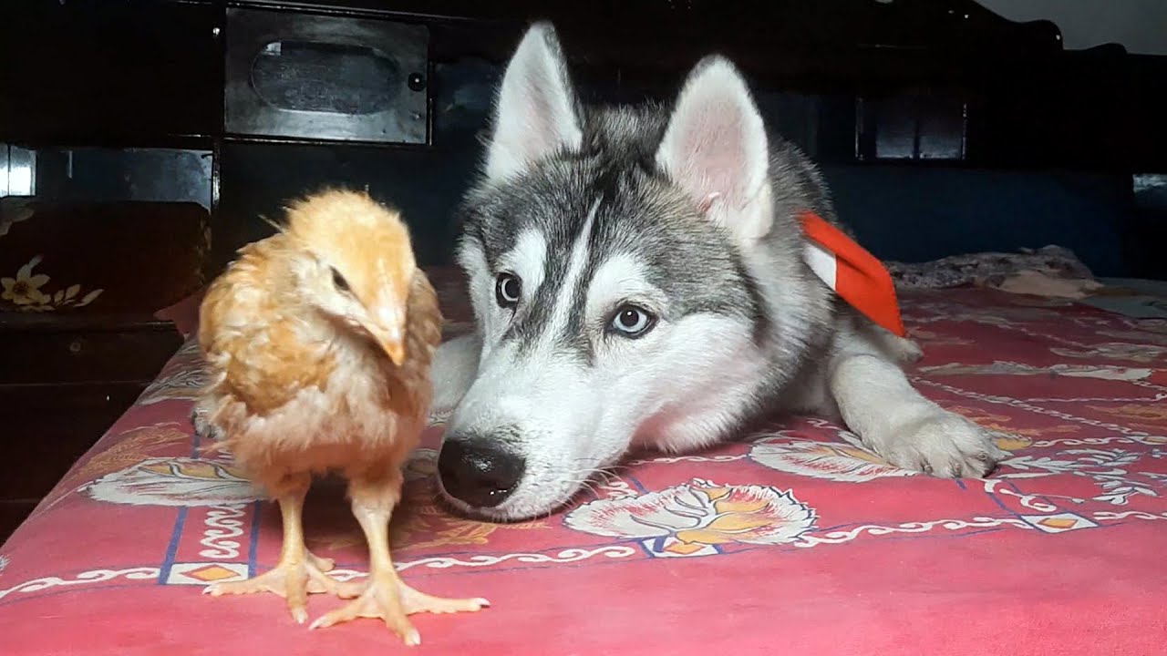 Siberian Husky Meets New Chicken for the First Time! Funny Chickens and ...
