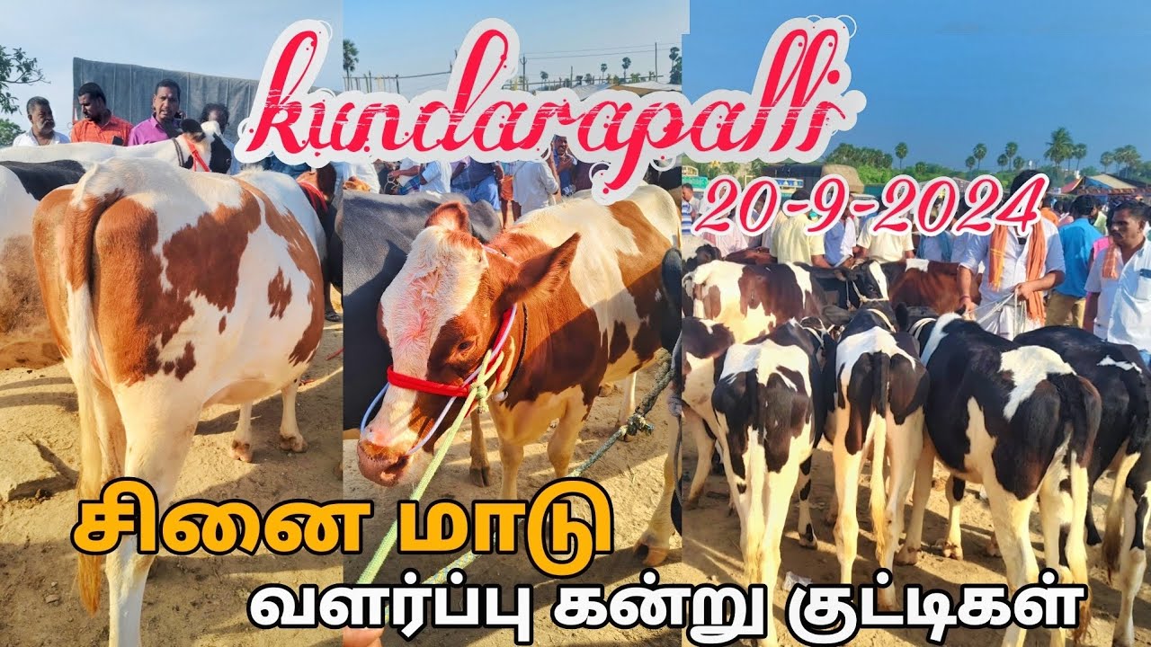20-9-2024 Red HF cow சினை மாடு HF cow Jersey cow கிடாரி கன்று விற்பனை ...