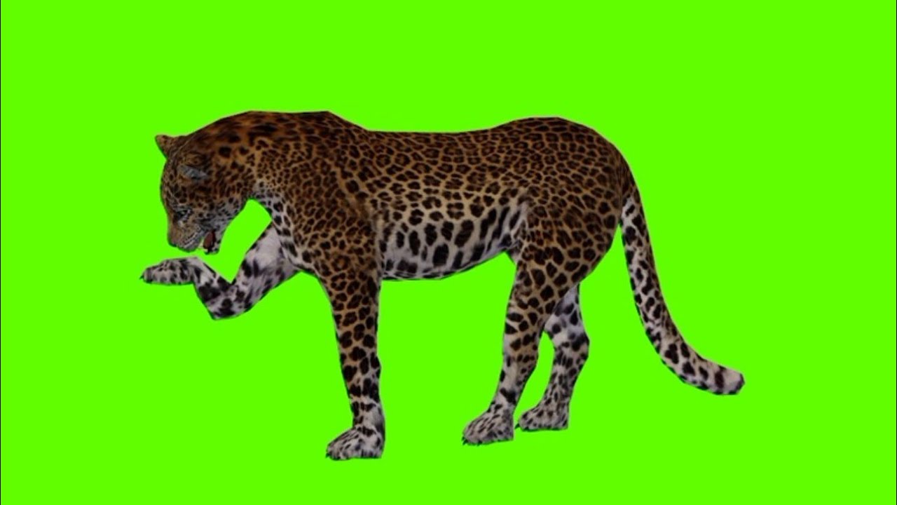 Leopard green screen video.Chita green screen.Leopard video. - YouTube