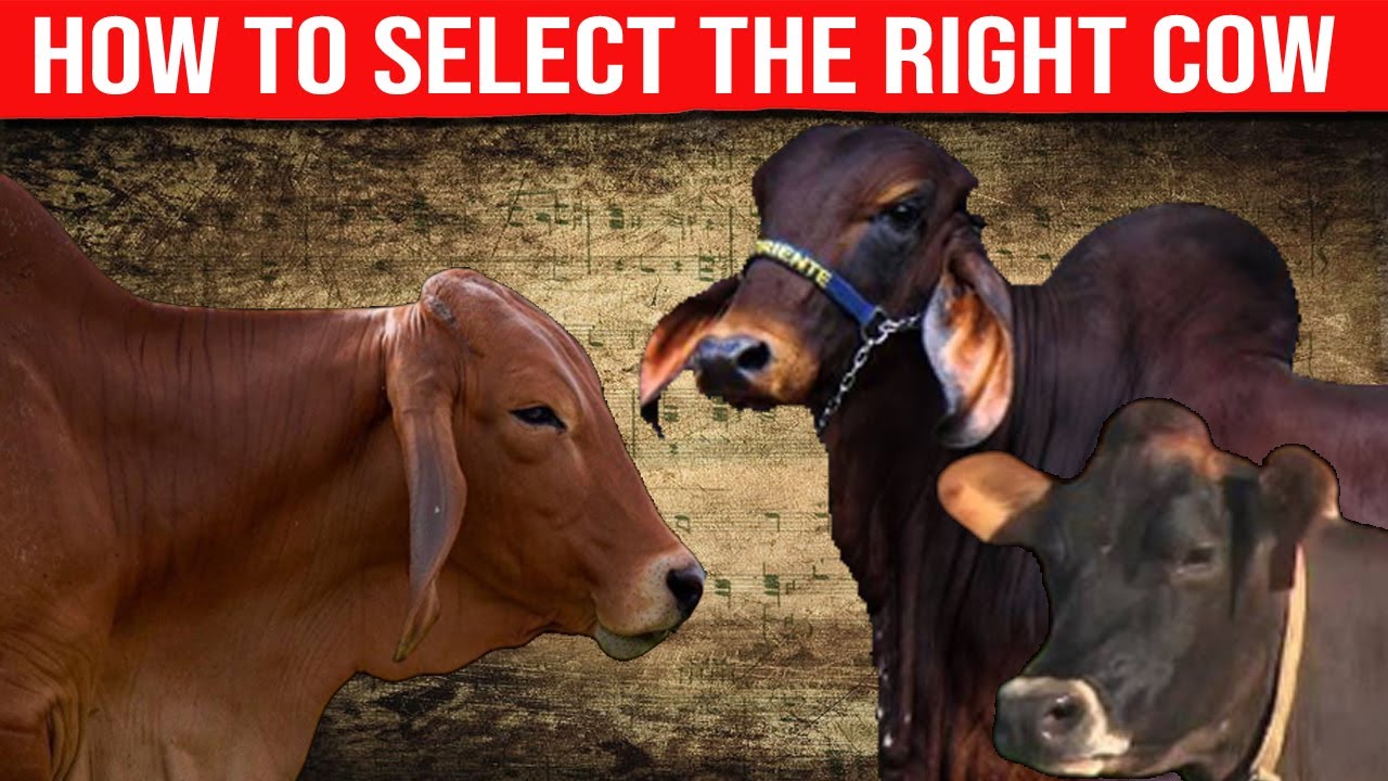 🔴 How To Select The Right COW Biggest Bulls And Cow - YouTube