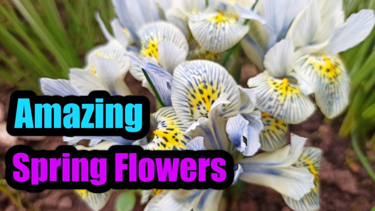 MEET THE GORGEOUS & AMAZING SPRING FLOWERS - YouTube