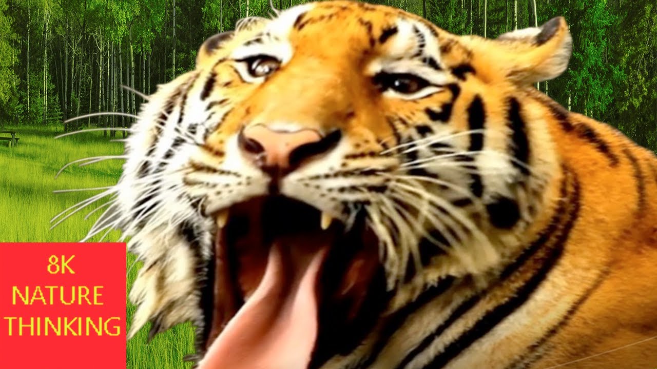 Peculiar Forest Animal,Amazing Wildlife,Natural Behavior in 8K - YouTube