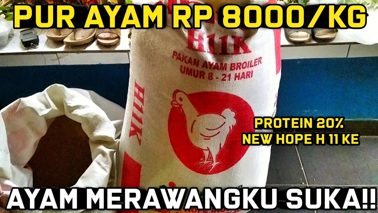 PUR AY4M PROTEIN 20% HANYA 8 RB - PUR PEMBESARAN NEW HOPE H11Ke - YouTube