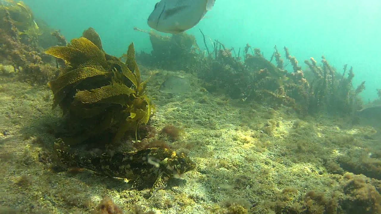 Fish near Goat Island New Zealand with Gopro and Blurfix - YouTube