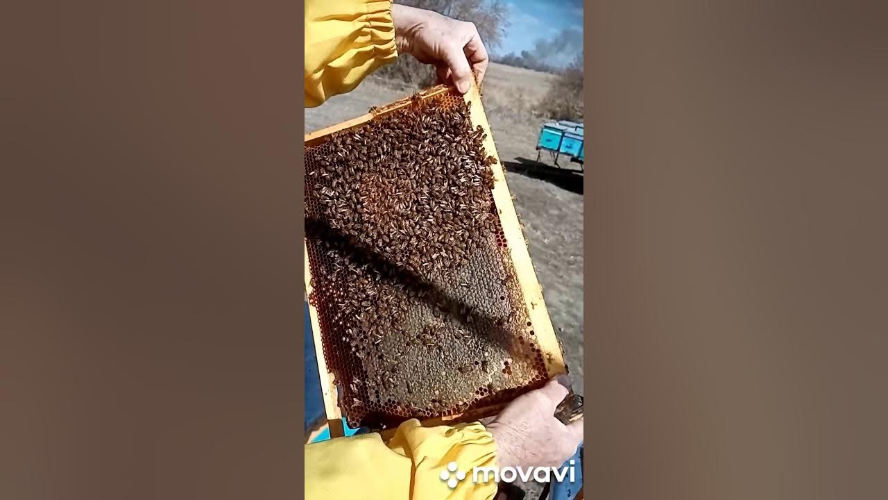 Пробиокс для пчел. - YouTube