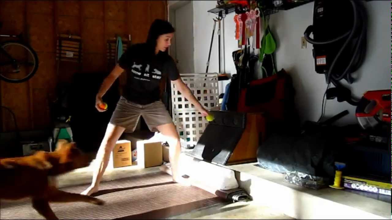 Tebow learning a flyball box turn! - YouTube