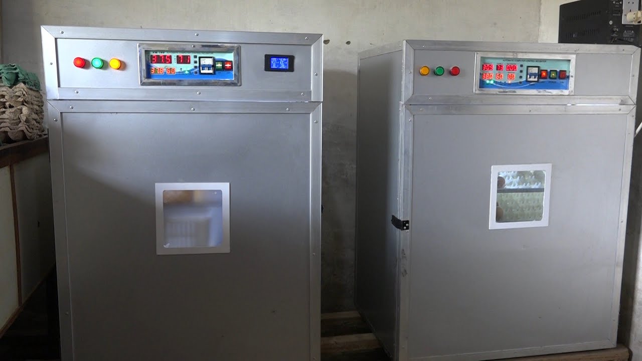 TOLONA PE TO BOKOLA COUVEUSE AU CAMP BANSUSU A LA NOUVELLE JERUSALEM ...