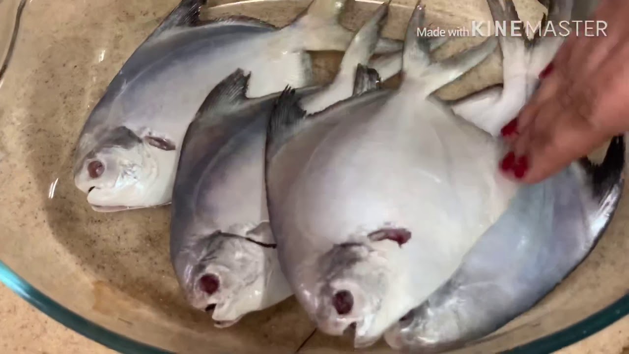 Pomfret fish cleaning and marinating 👍 pls watch - YouTube