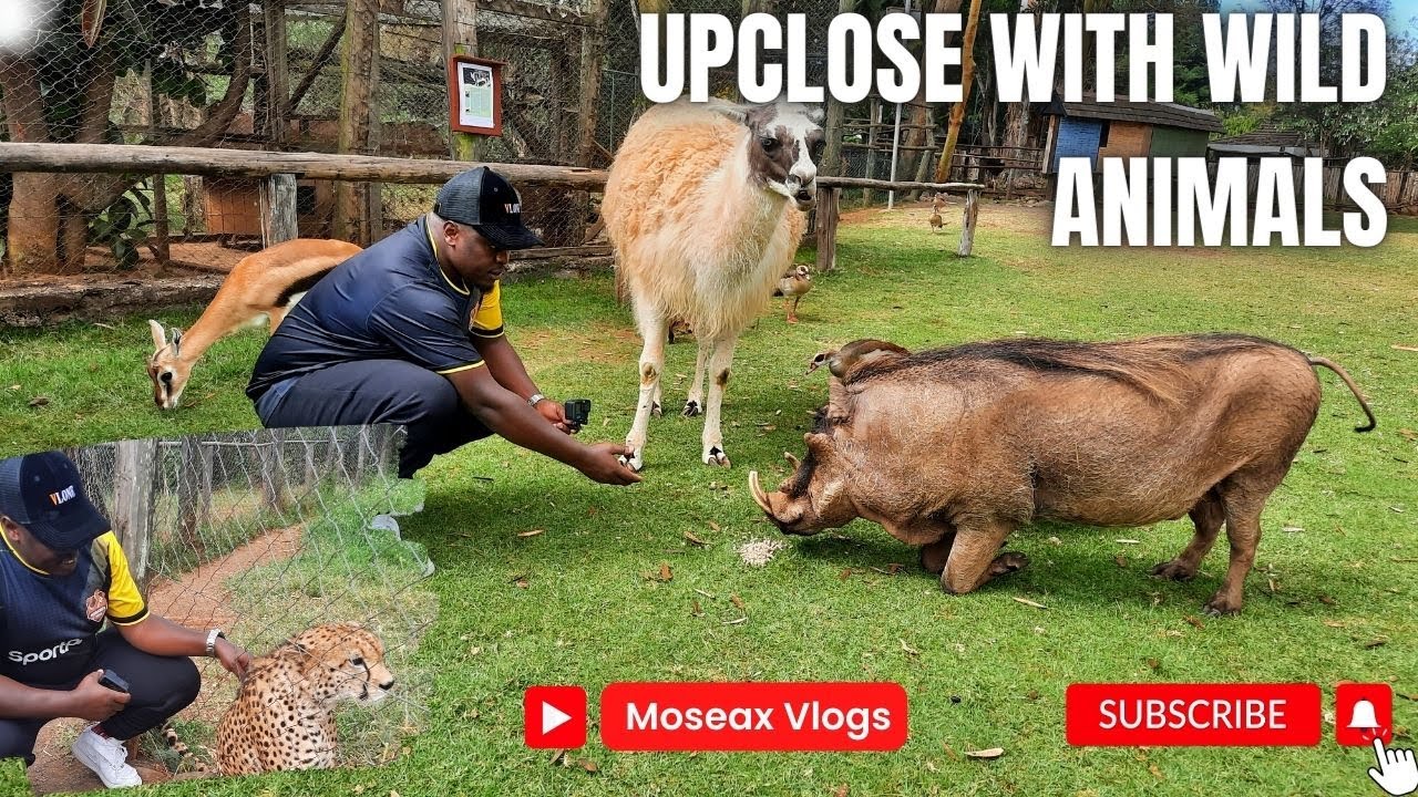 My Heartwarming encounter with rescued animals at Mount Kenya's ...