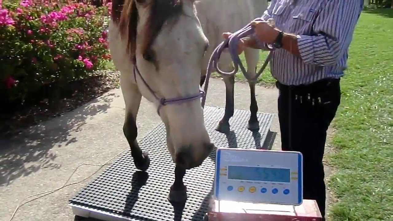Scintex Horse & Equine Scales - YouTube