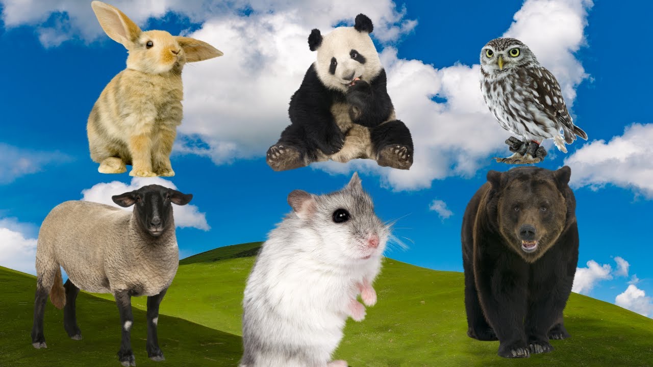 Animals with many lively, funny sounds in life : Owl, Lamb, Hamsters ...