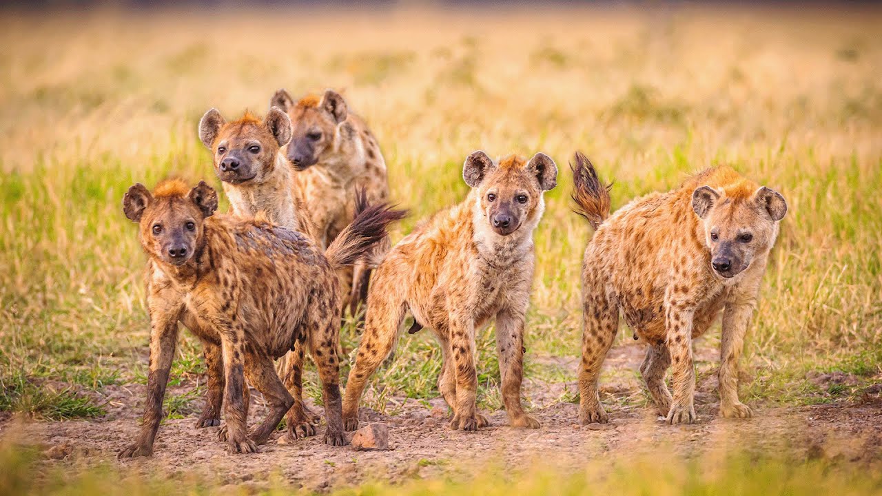 The Wild And Dangerous Animals Of Botswana | Real WIld - YouTube