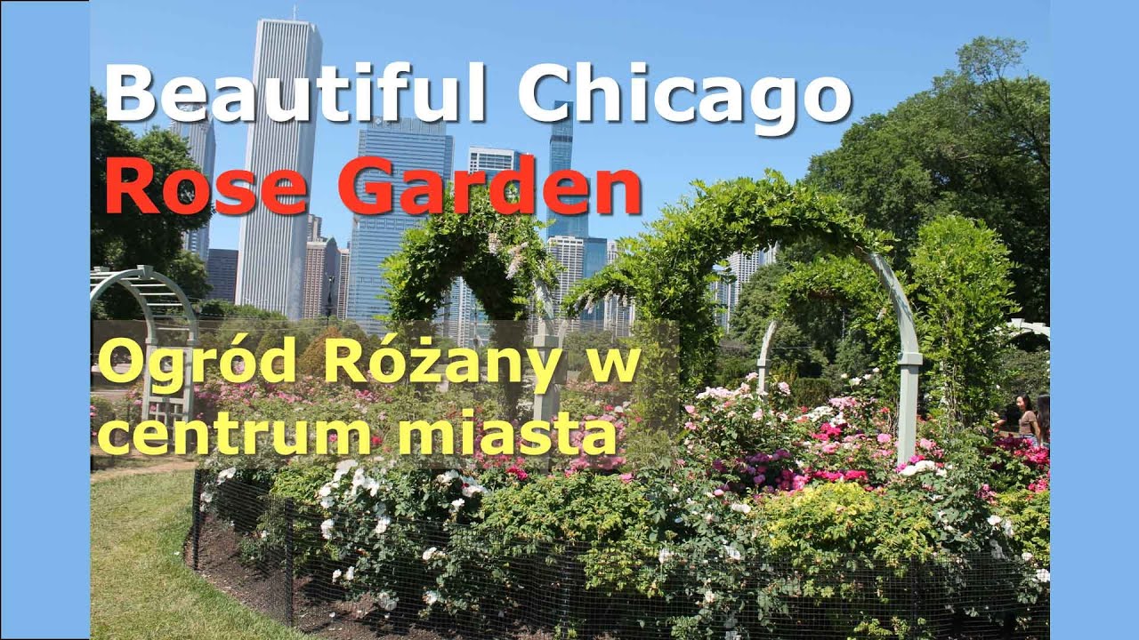 Beautiful Chicago, Rose Garden in Grant Park. Ogród różany w centrum ...