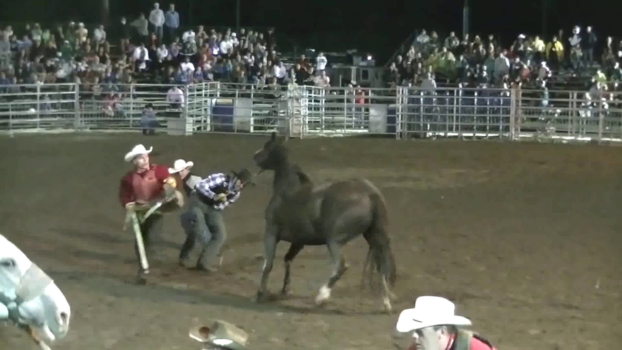 Domando caballos salvajes.Wid horses. - YouTube