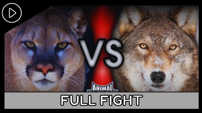 Wolf Vs Cougar Training Networks With Less Or No Data Making Low