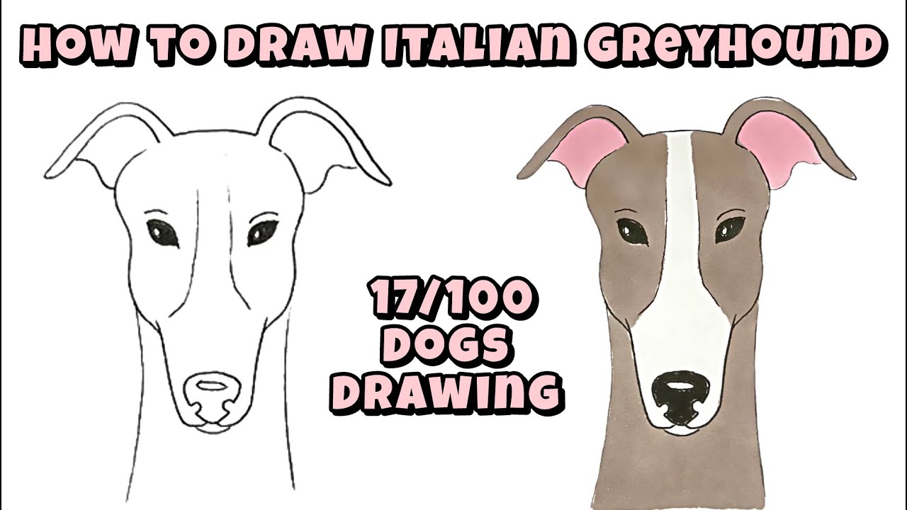 How to Draw Italian Greyhound – 17/100 Dogs Drawing for All Skill ...