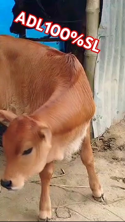 ADL 100% SL বা শাহিওয়াল ভালো মানের বাছুর#cow #agro #agriculture #farming - YouTube