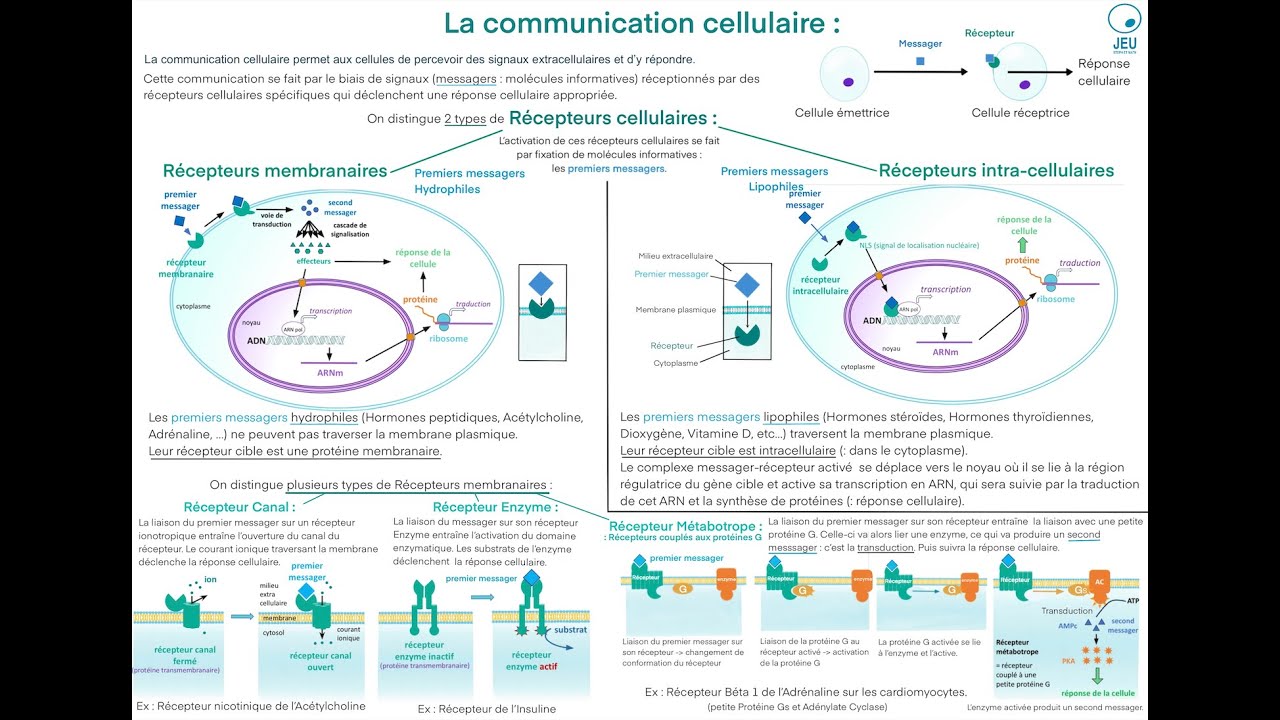 Cyto-Logic: la communication cellulaire - YouTube