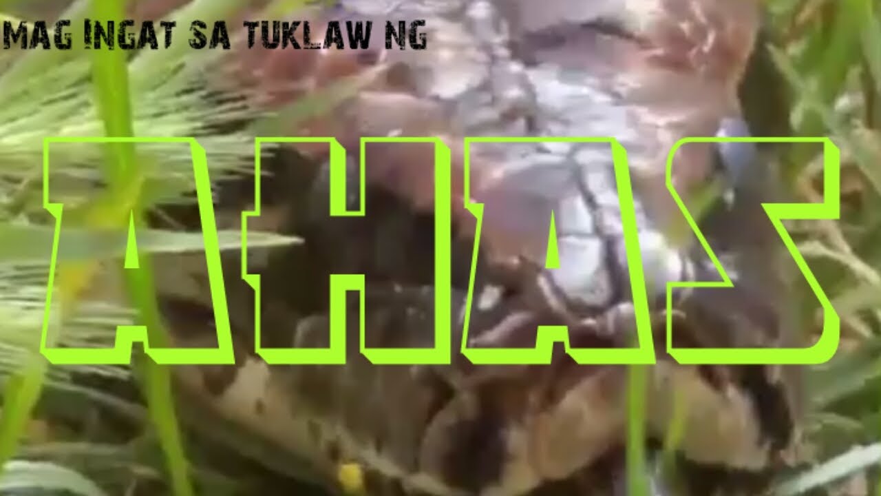 Mag Ingat sa tuklaw ng AHAS - YouTube