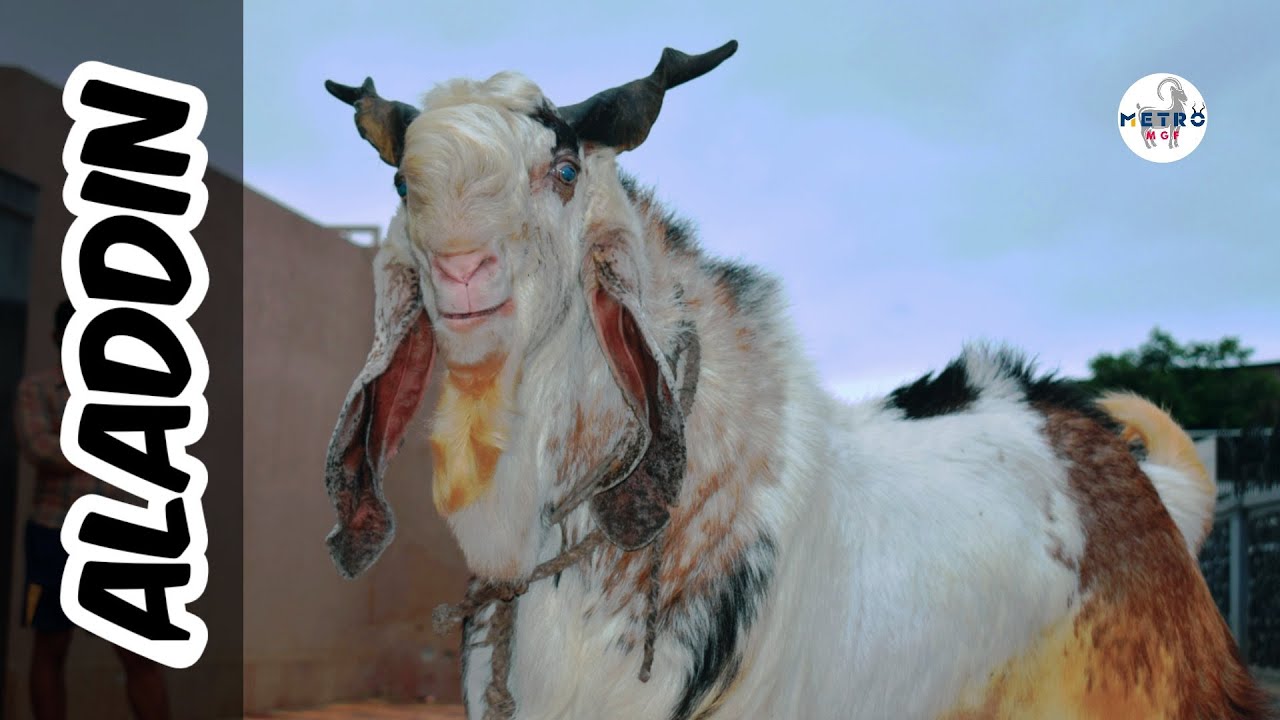 Aladdin Kota Andu Heavyweight Bakra For SALE | Online Goats | Metro MGF ...