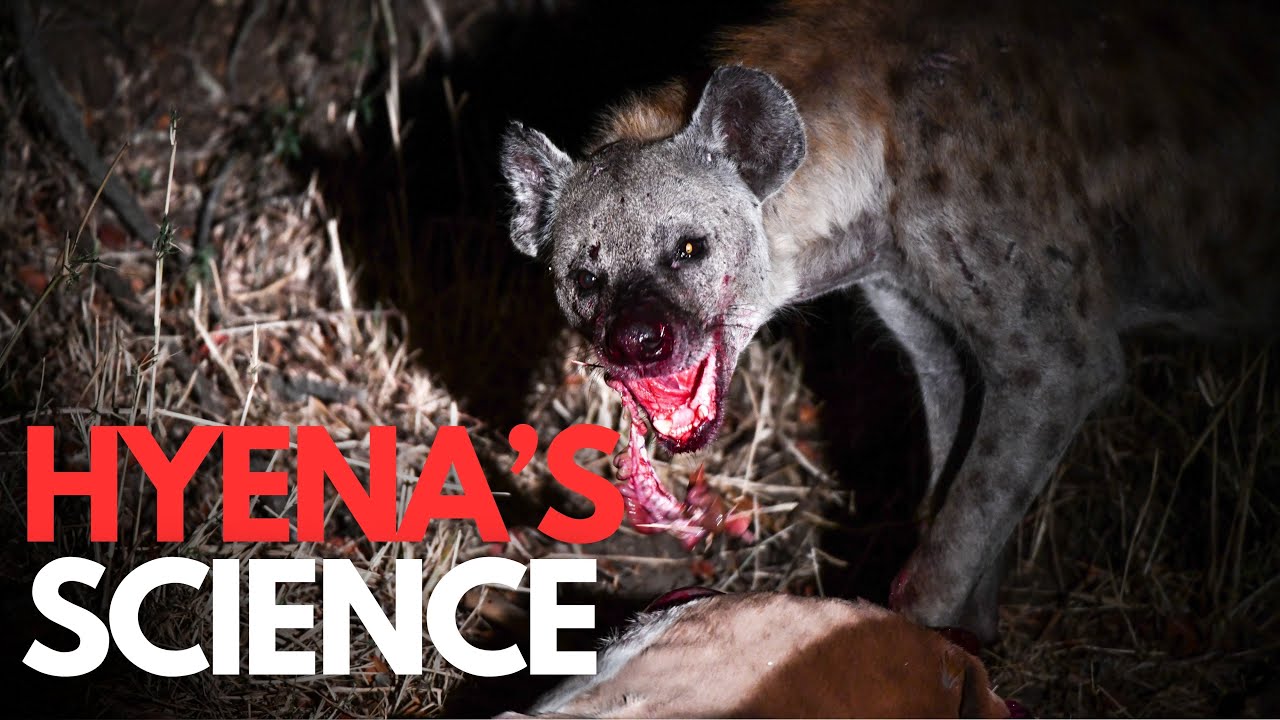 WARNING Hyena SCIENCE Mistakes Could Change Everything You Thought ...