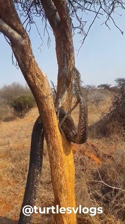 Cận cảnh Trăn đá Châu Phi leo cây! How an African rock python climbs a ...