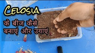 How to Collect and Grow Celosia Seeds | Garden N Forests