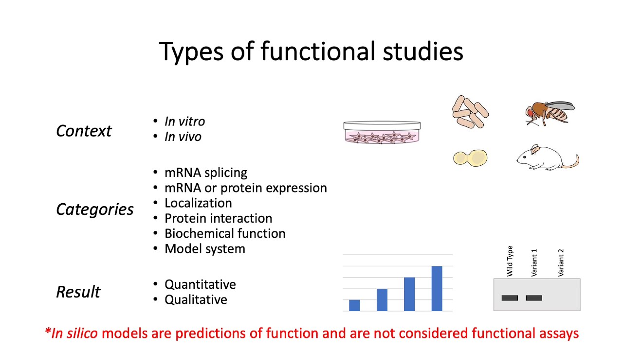 Intro to Functional Studies - YouTube