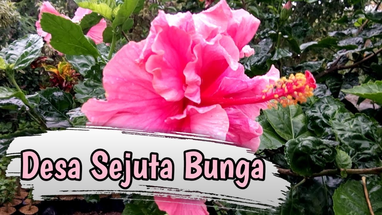 Wisata Bunga Di Batu Malang | Desa Sidomulyo Desa Sejuta Bunga - YouTube