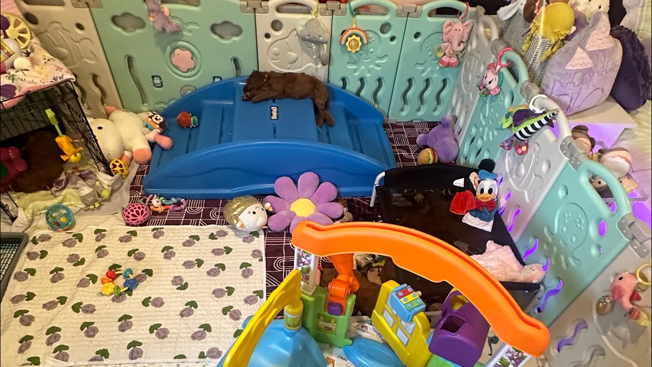 Playtime and potty training AGAIN with the Nuggets - YouTube