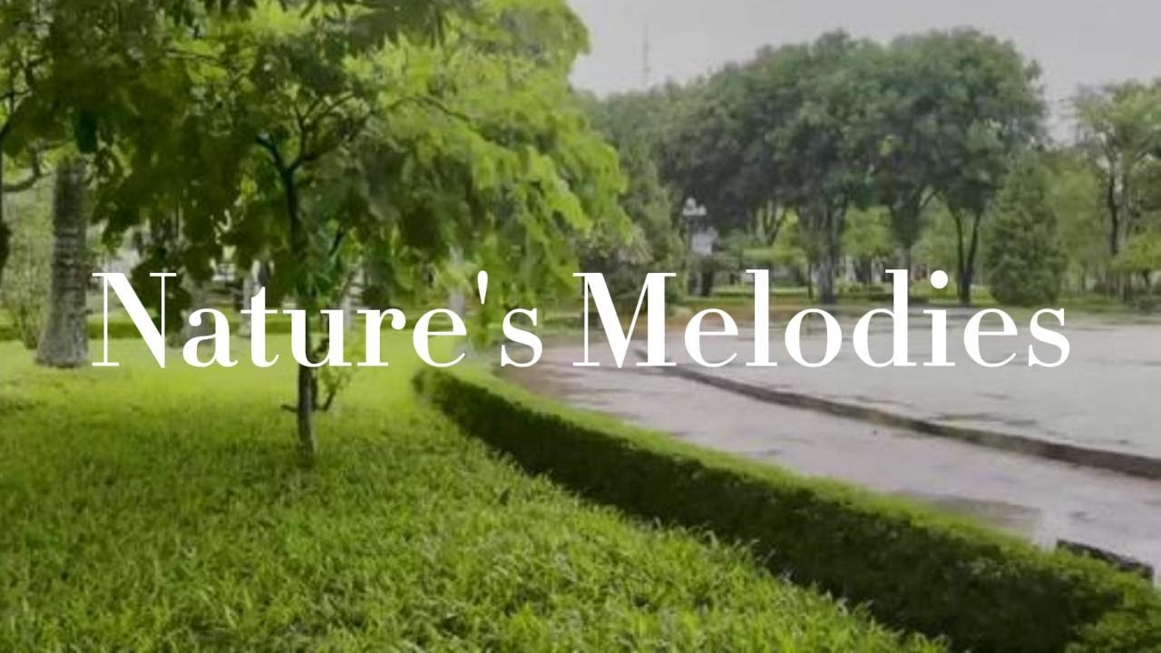 Rain on park| relieve stress to sleep immediately in 3 hours hard rain ...