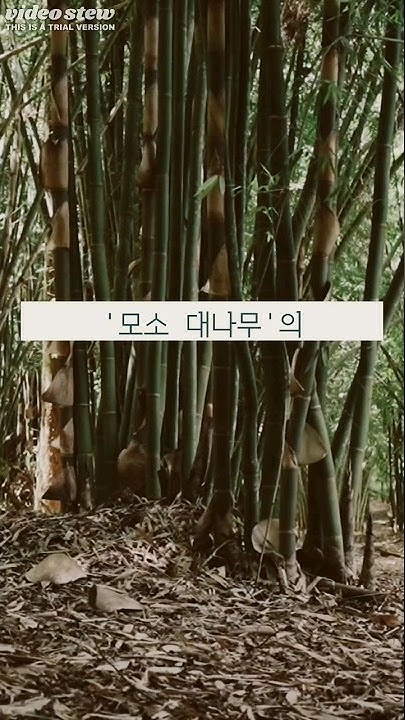 모소대나무이야기 모소대나무전설 모무 리드인 Youtube