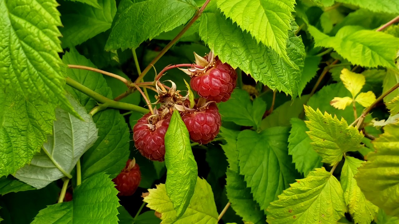 My garden ts 7 Raspberry - YouTube