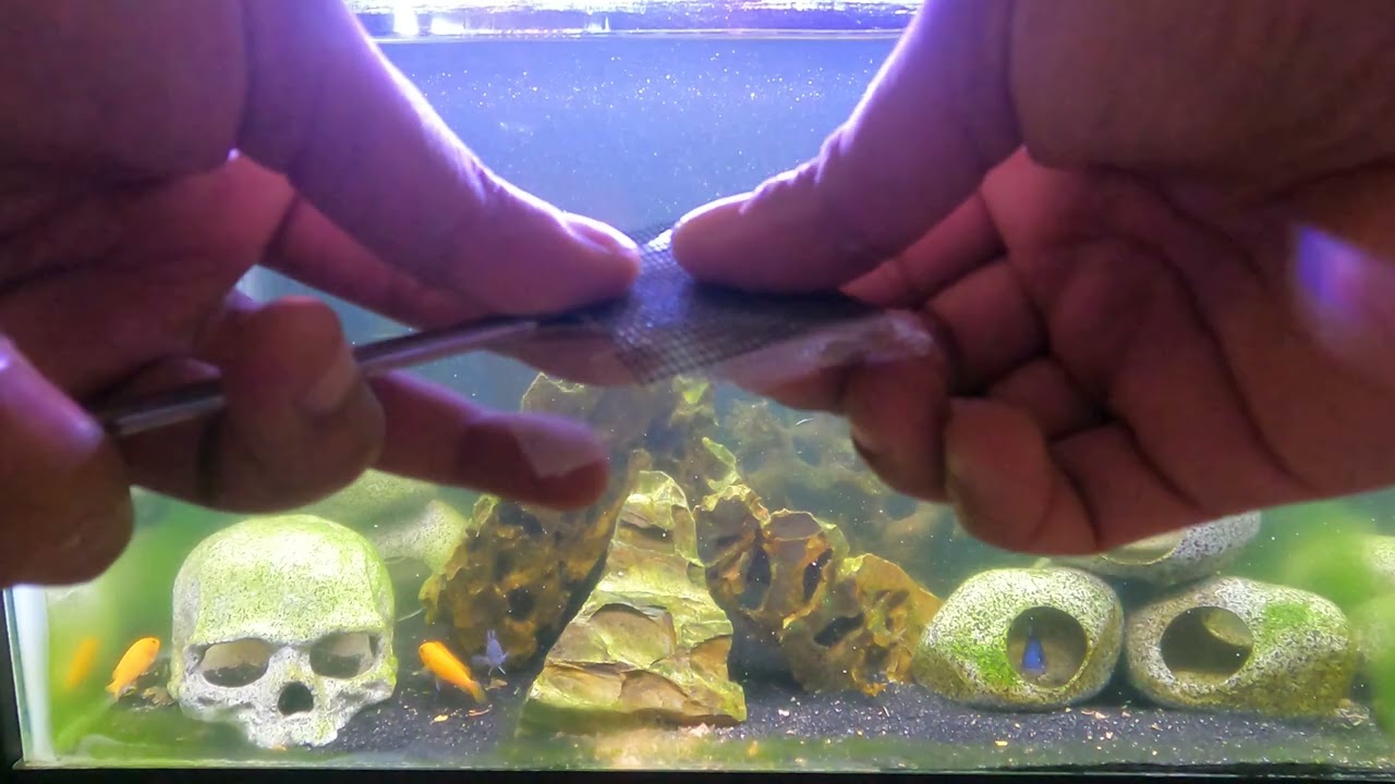 Trick to Remove Aquarium Wall Algae | DIY Algae Scraper - YouTube