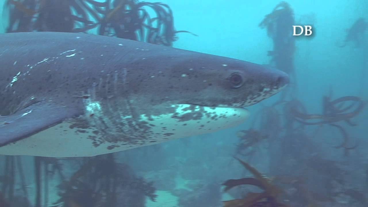 Requin Plat-nez Notorynchus cepedianus False bay Afrique du Sud - YouTube