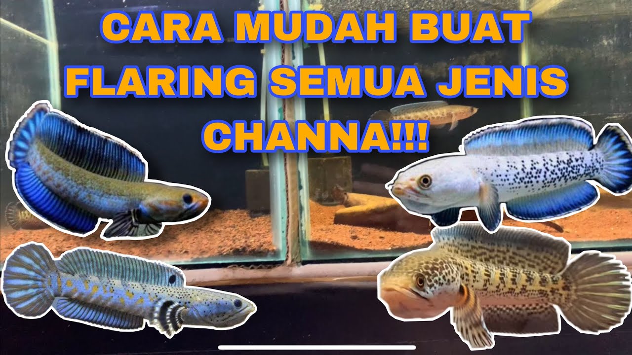 CARA MUDAH BUAT SEMUA JENIS CHANNA FALRING‼️ #auranti #pulcra #andrao # ...