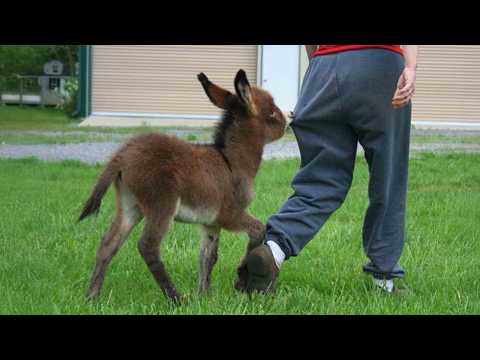 Funny Cute Baby Donkeys Will Make You Say “Aww” 😍 🤣 Funniest Animal Videos