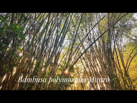 Bambusa polymorpha Munro, Burmese Bamboo - YouTube