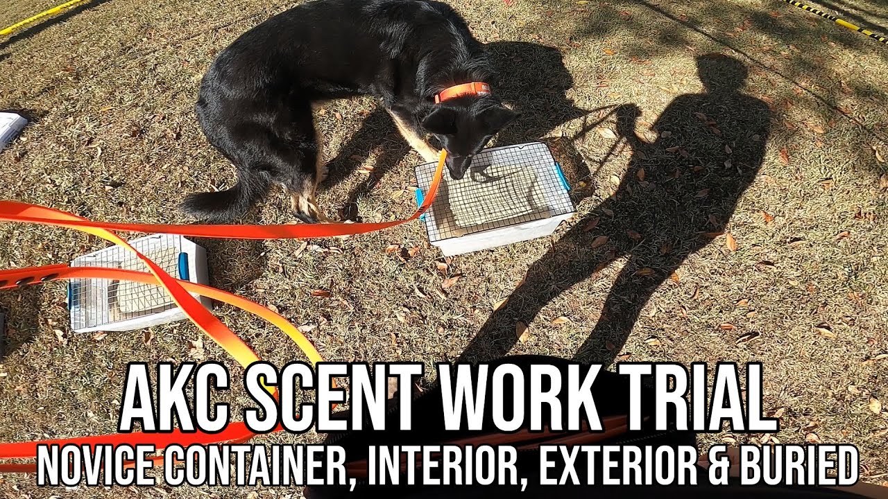 AKC Scent Work Trial - Novice Container, Interior, Exterior and Buried ...