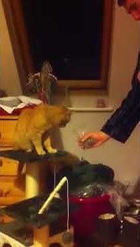 What cats do when they smell catnip - YouTube