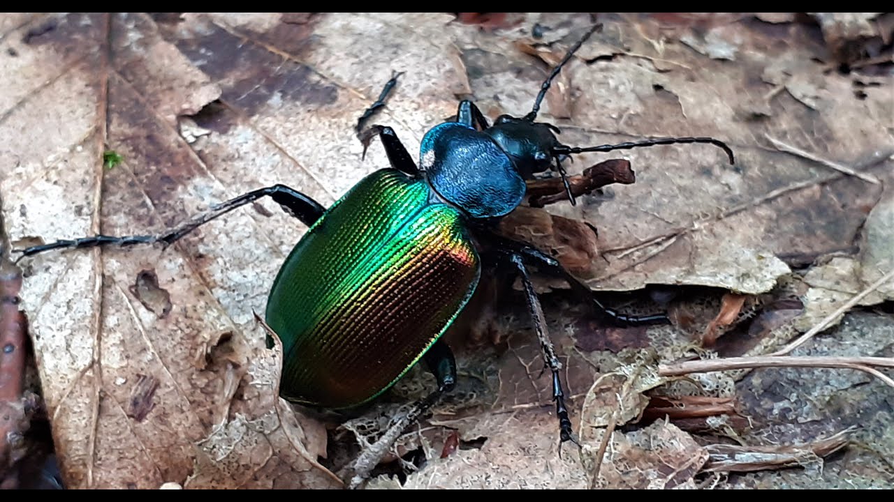 Calosoma Sycophanta - the forest caterpillar hunter - YouTube