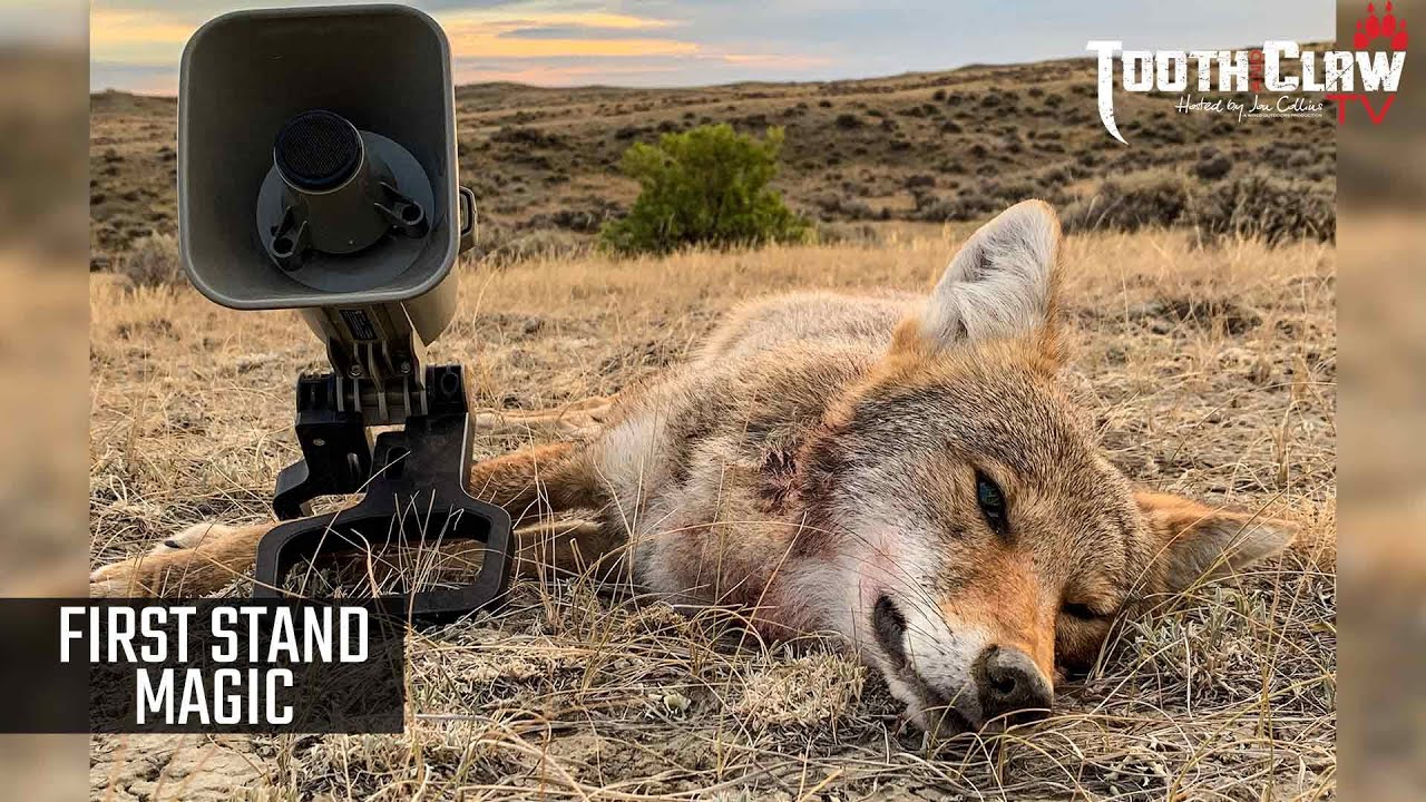 First Stand Magic - Coyote Hunting - YouTube